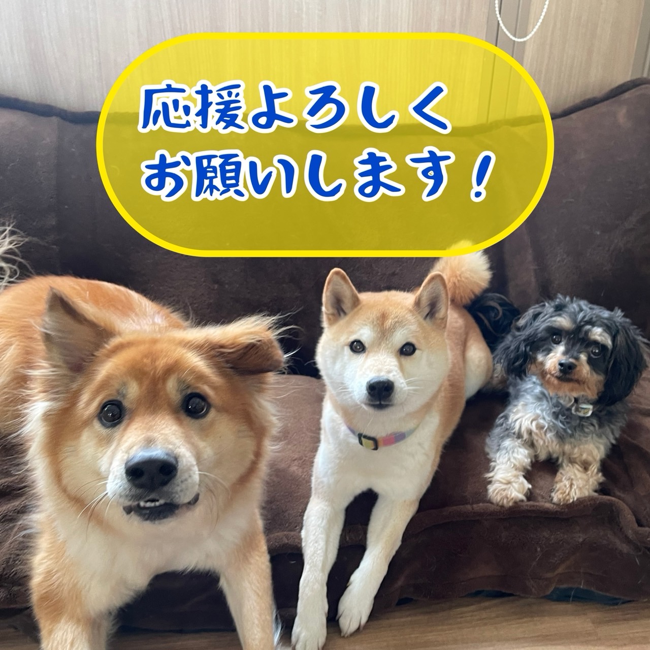 READYFOR継続寄付プロジェクトが始まります！ | 災害救助犬・セラピードッグを育成、派遣する認定NPO法人 日本レスキュー協会